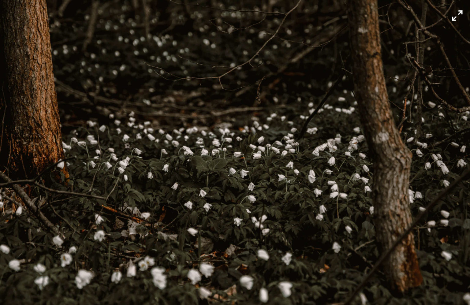 Aromatherapy Massage - Alison Guest - Energy Healing & Aromatherapy ...